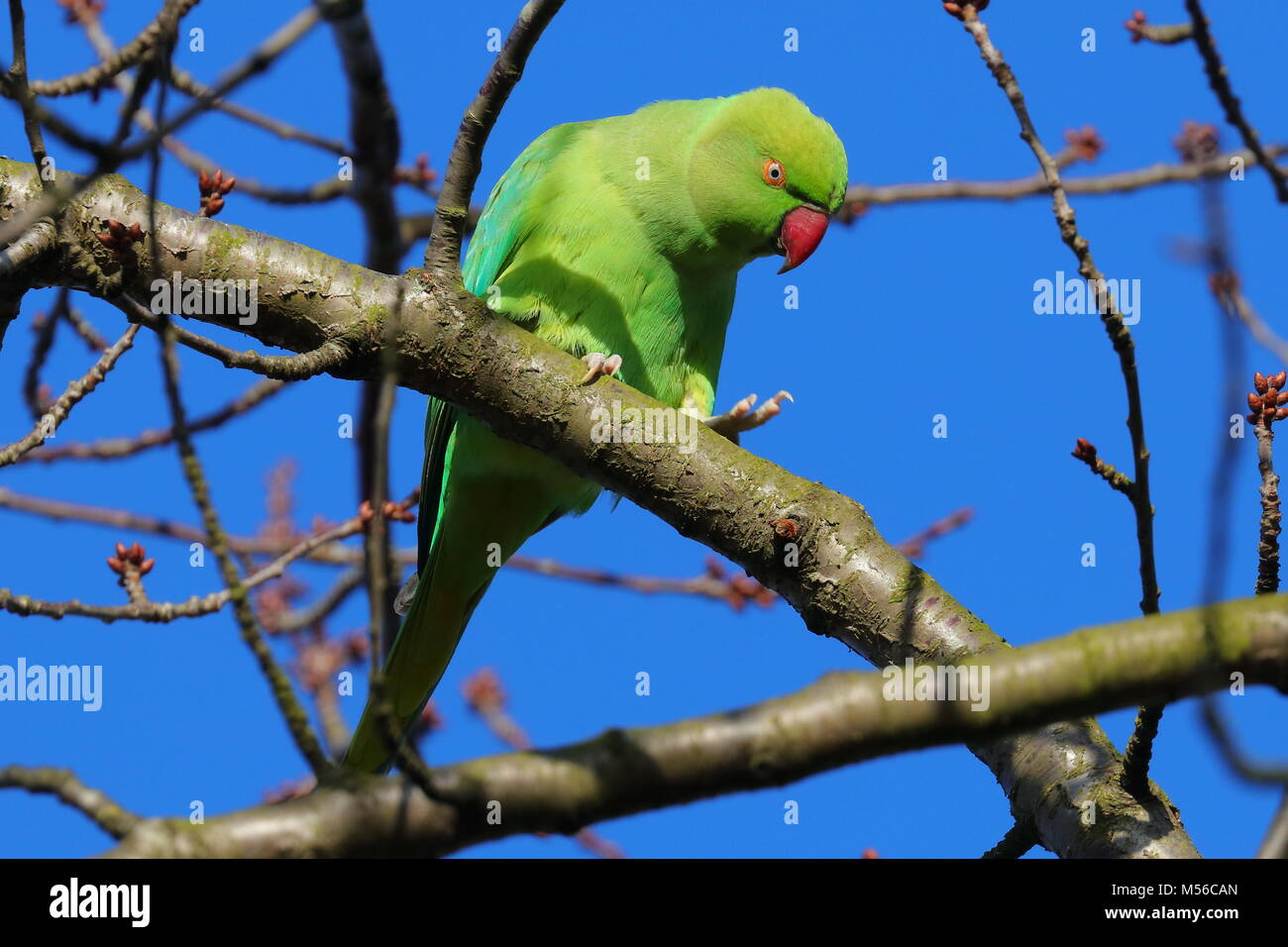 British parakeets hi-res stock photography and images - Alamy