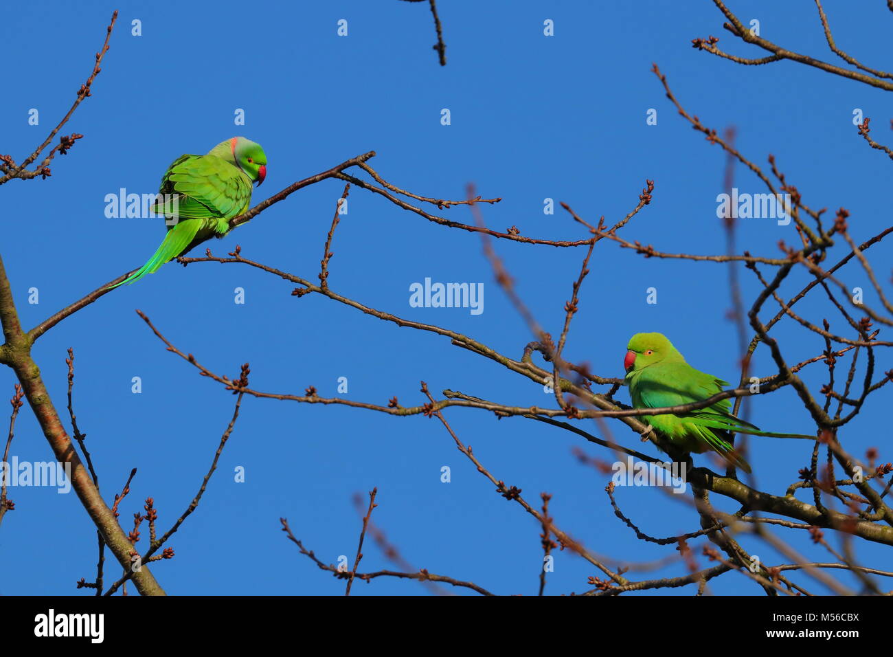 Ring Necked Parakeets have taken up residence in Leeds and look to have ...