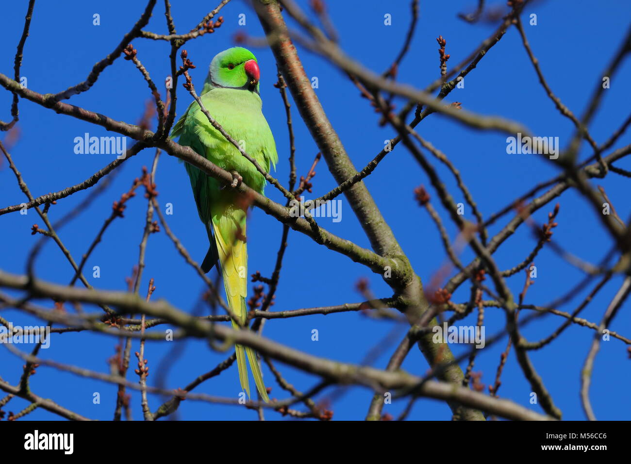Leeds ring necked parakeet hi-res stock photography and images - Alamy