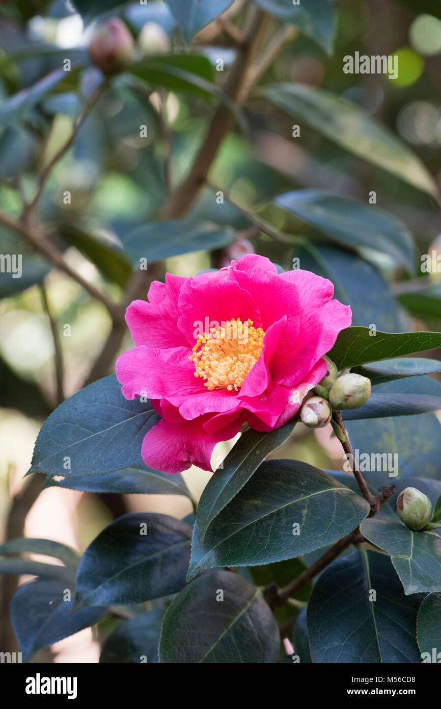 Milo winter hi-res stock photography and images - Alamy