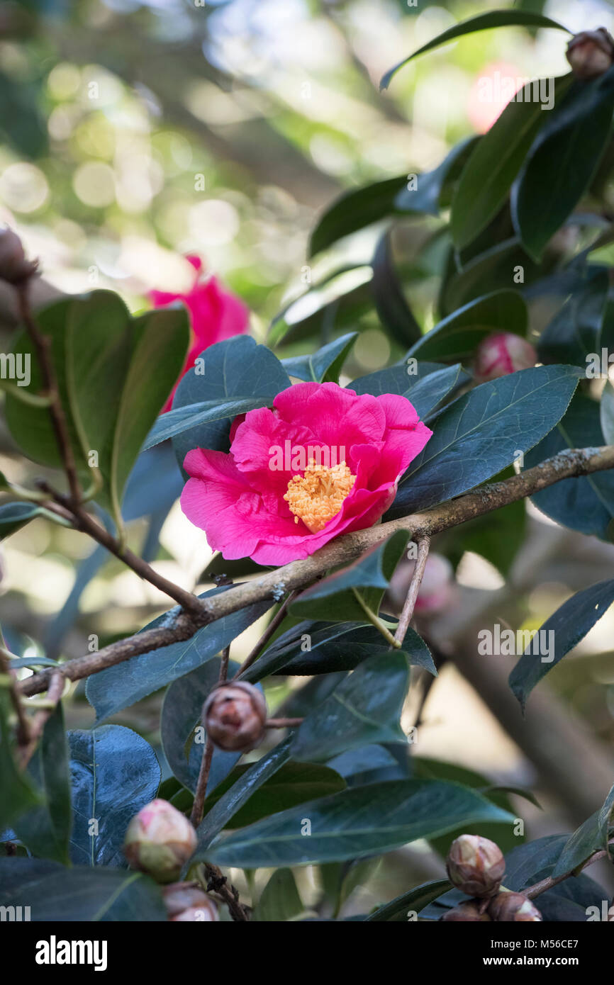 Milo winter hi-res stock photography and images - Alamy