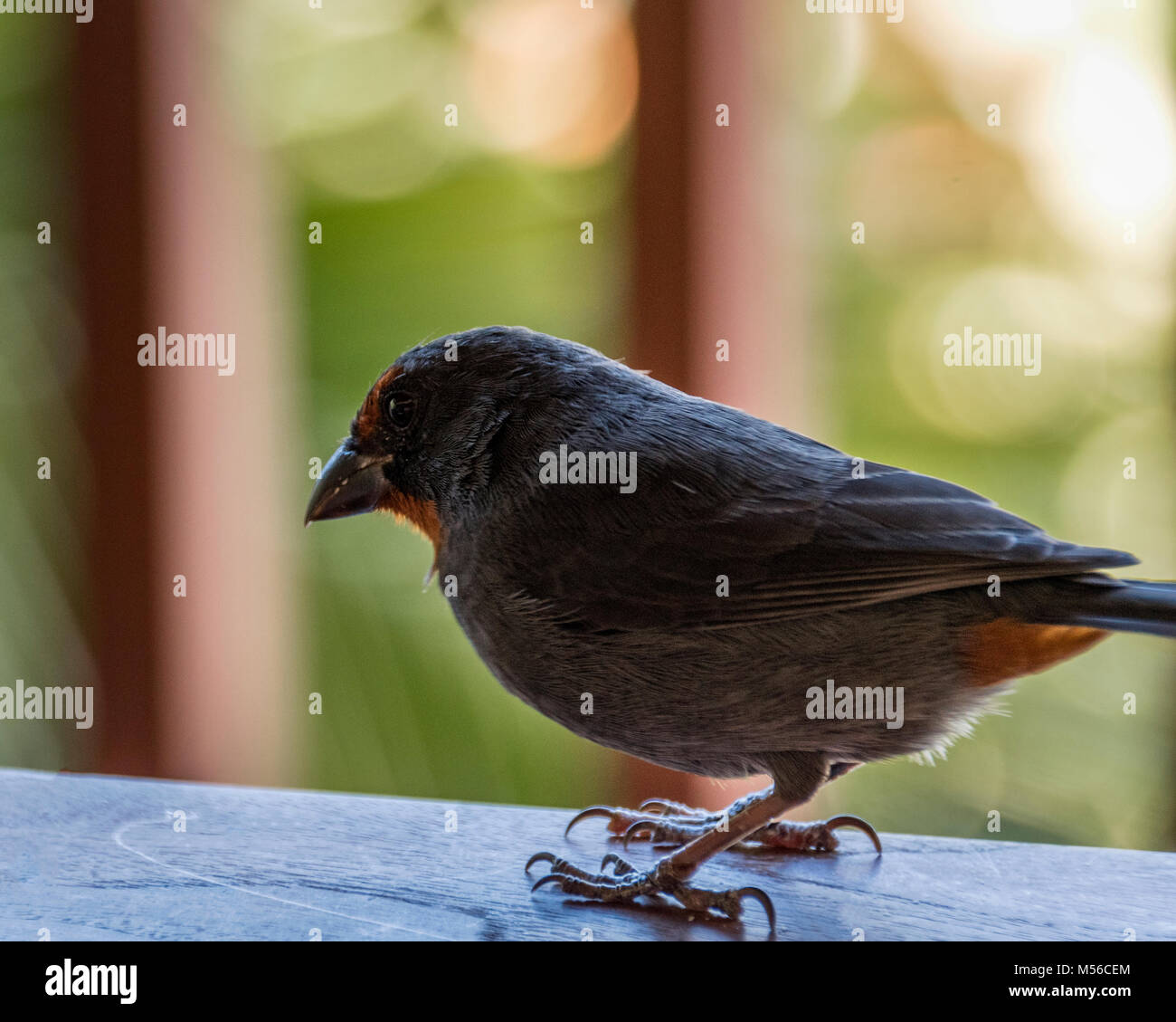 Lesser Antillian Bullfinch(Loxigilla noctis), Antigua Stock Photo - Alamy