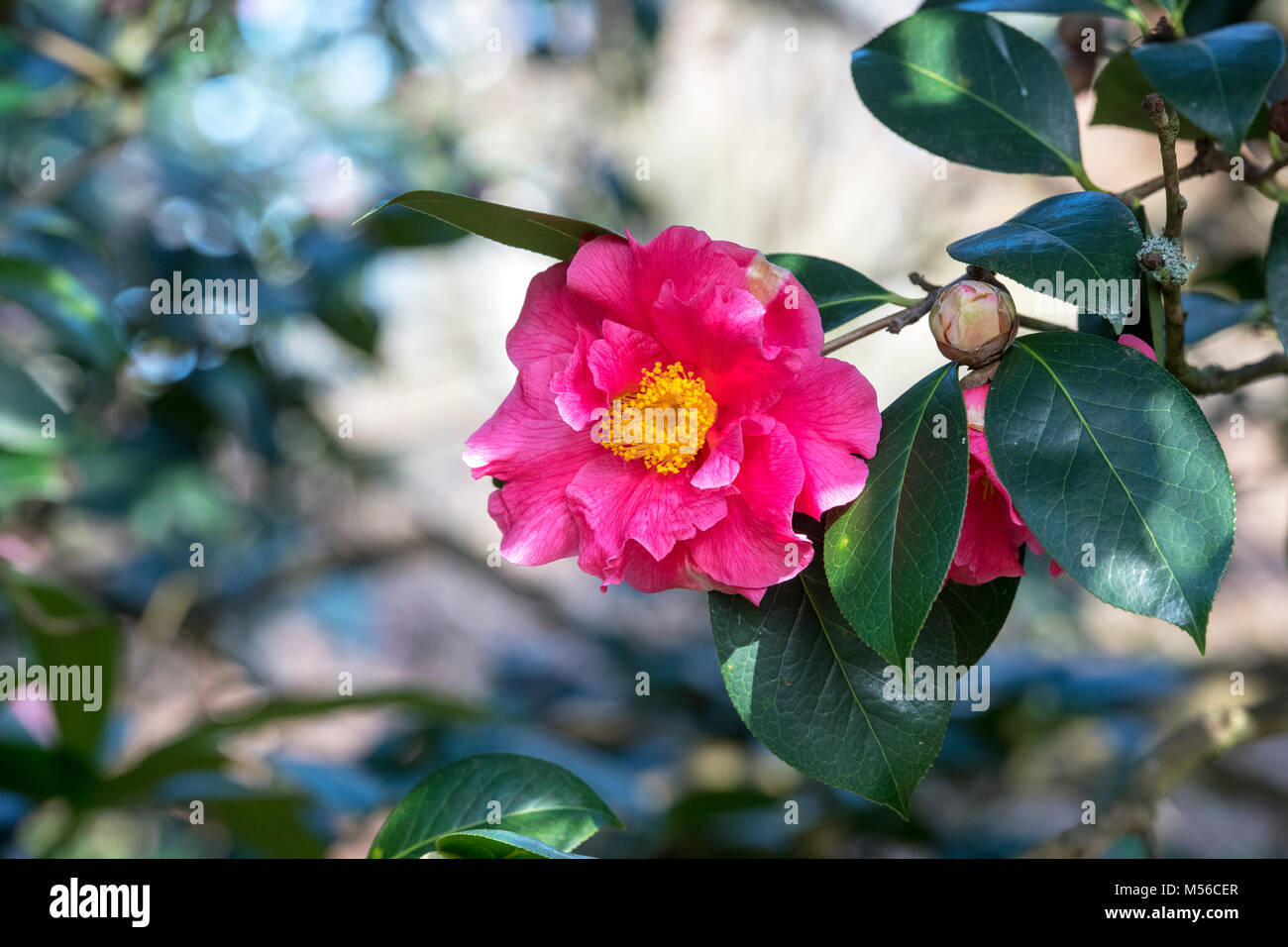 Camellia Milo Rowell High Resolution Stock Photography and Images - Alamy