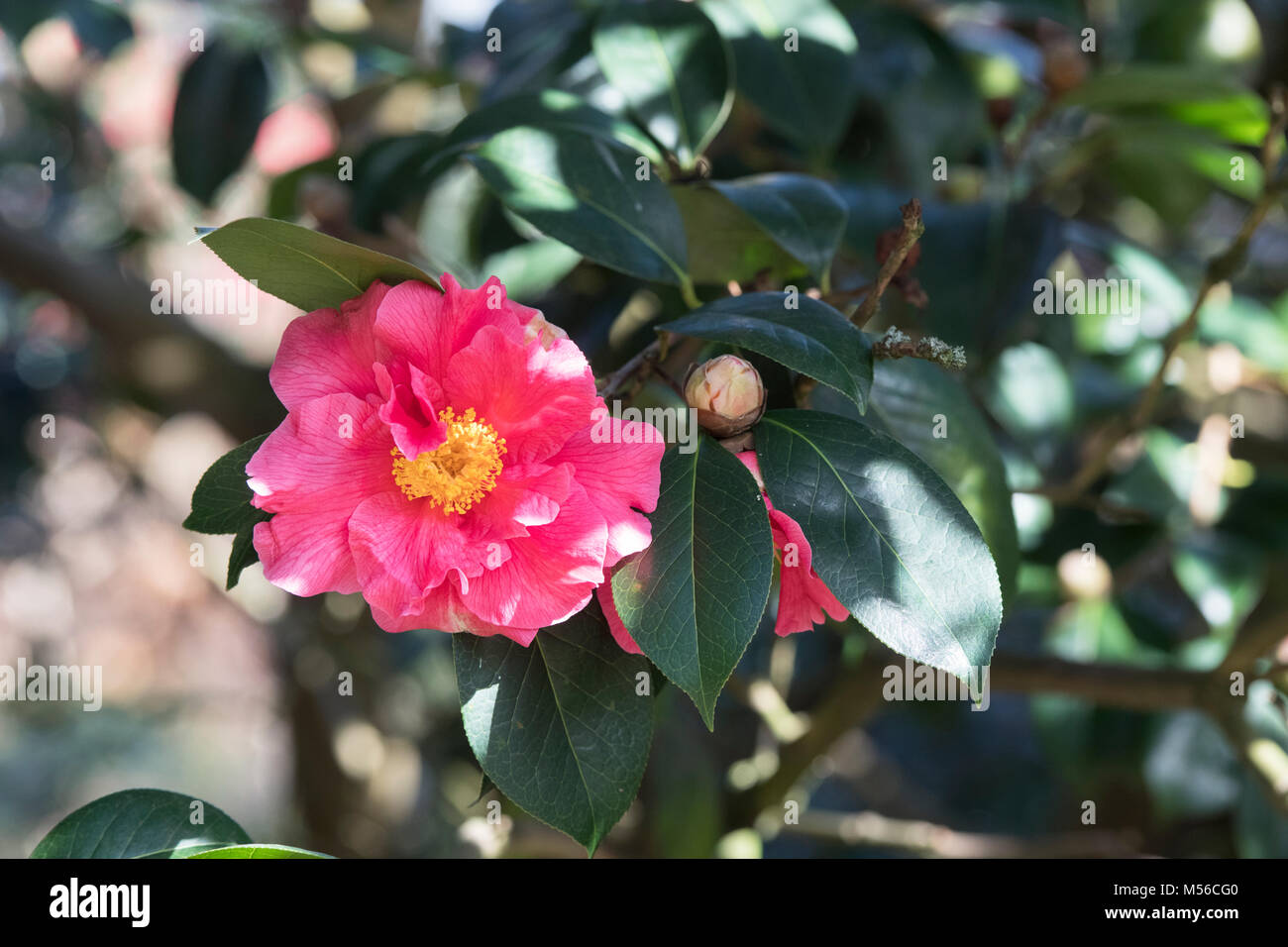 Milo winter hi-res stock photography and images - Alamy