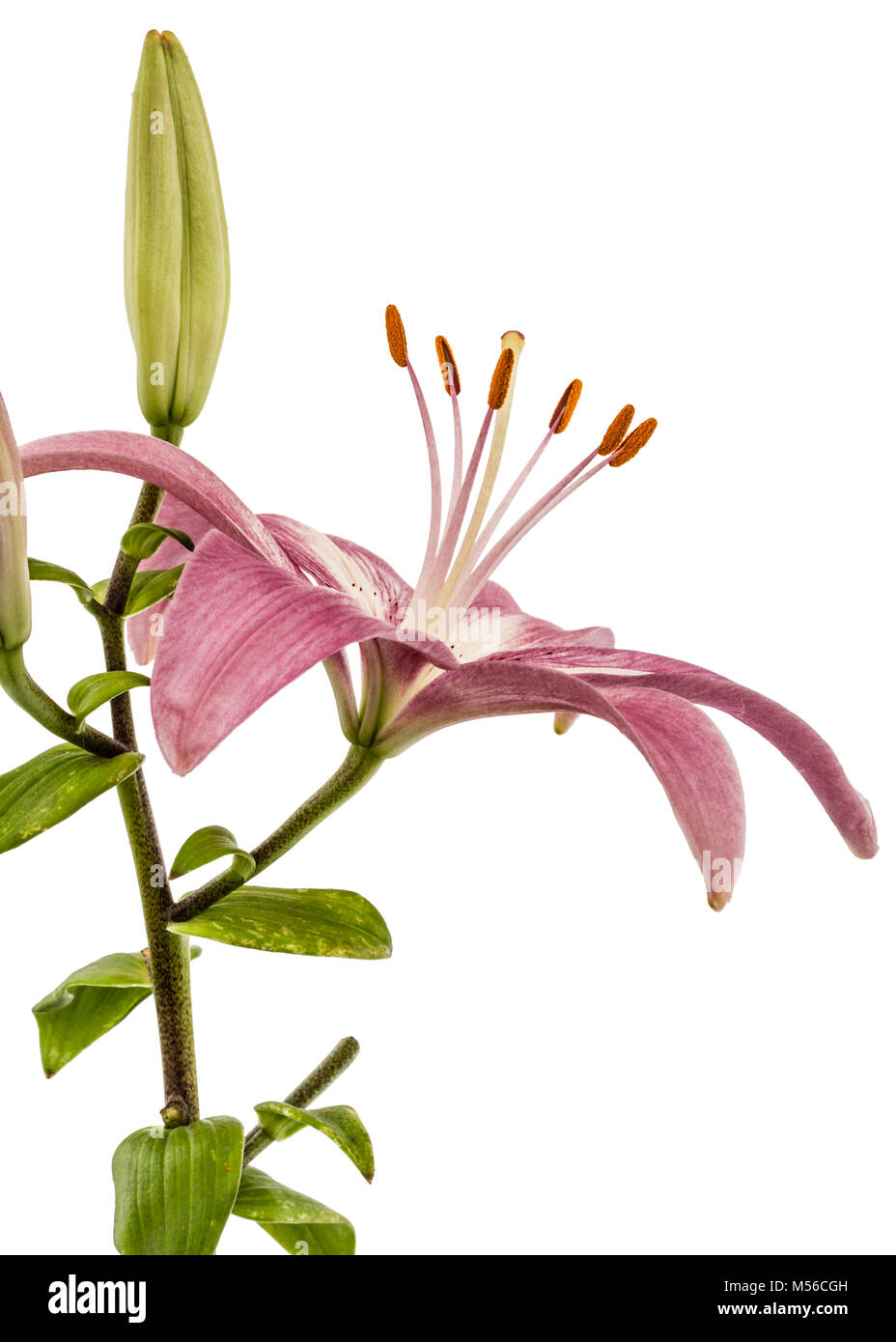 Flower of a pink lily, isolated on white background Stock Photo - Alamy