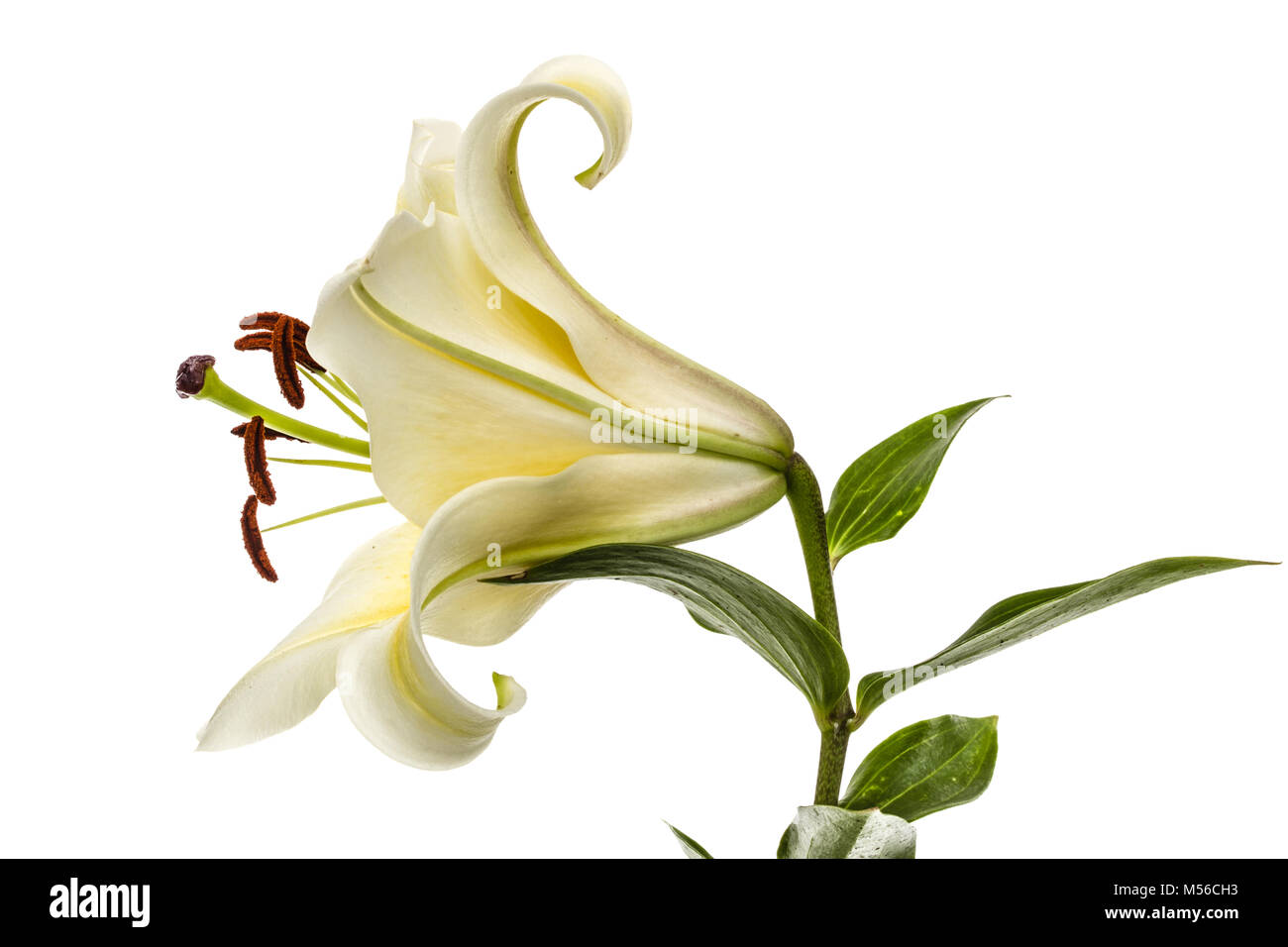 Flower of yellow oriental lily, isolated on white background Stock ...