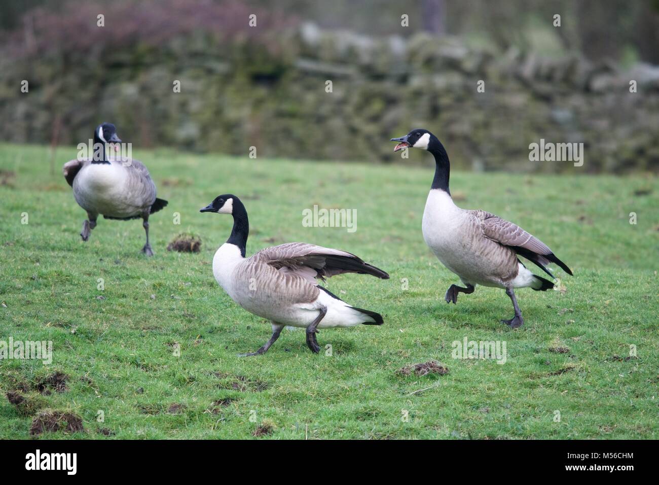A Canada goose in a field in New Mills, Derbyshire Stock Photo - Alamy