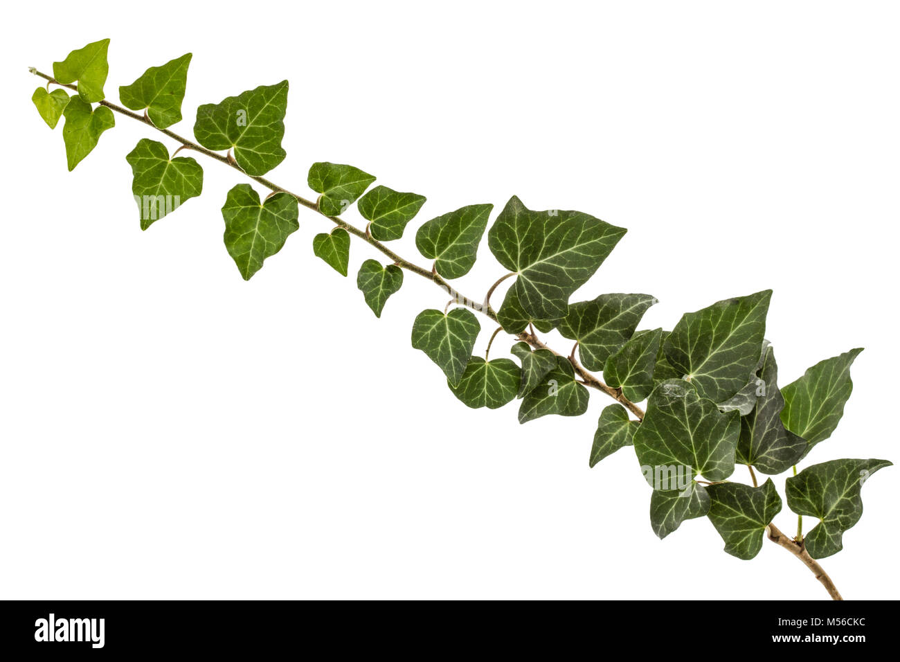 Green Ivy branch, isolated on white background Stock Photo - Alamy
