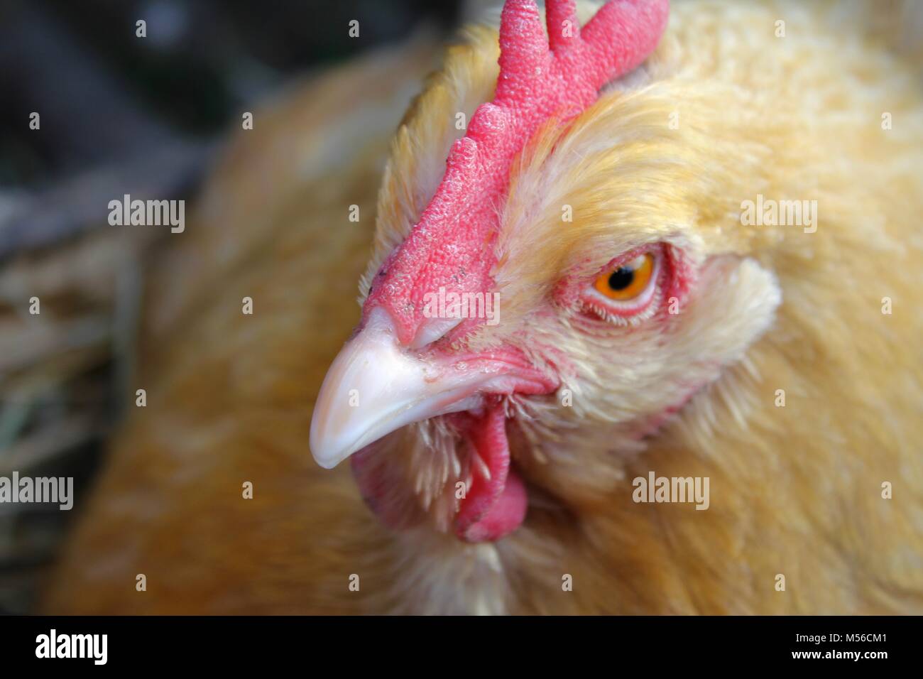 Hen and chicken hi-res stock photography and images - Alamy