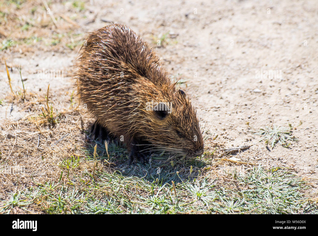 Big nutria hi-res stock photography and images - Alamy