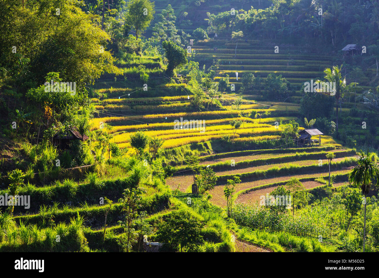 Field in Indonesia Stock Photo - Alamy
