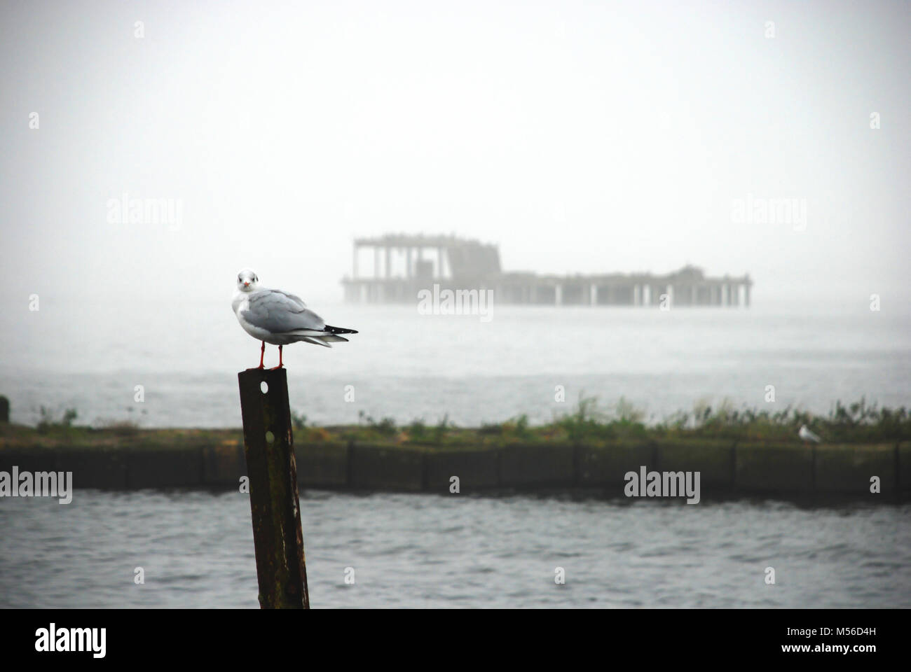 Black-headed gull looking at the camera and ww2 torpedo platform in the ...