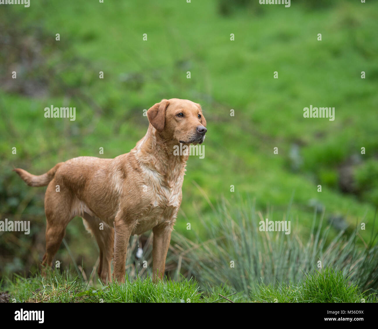 yellow labrador retriever Stock Photo - Alamy
