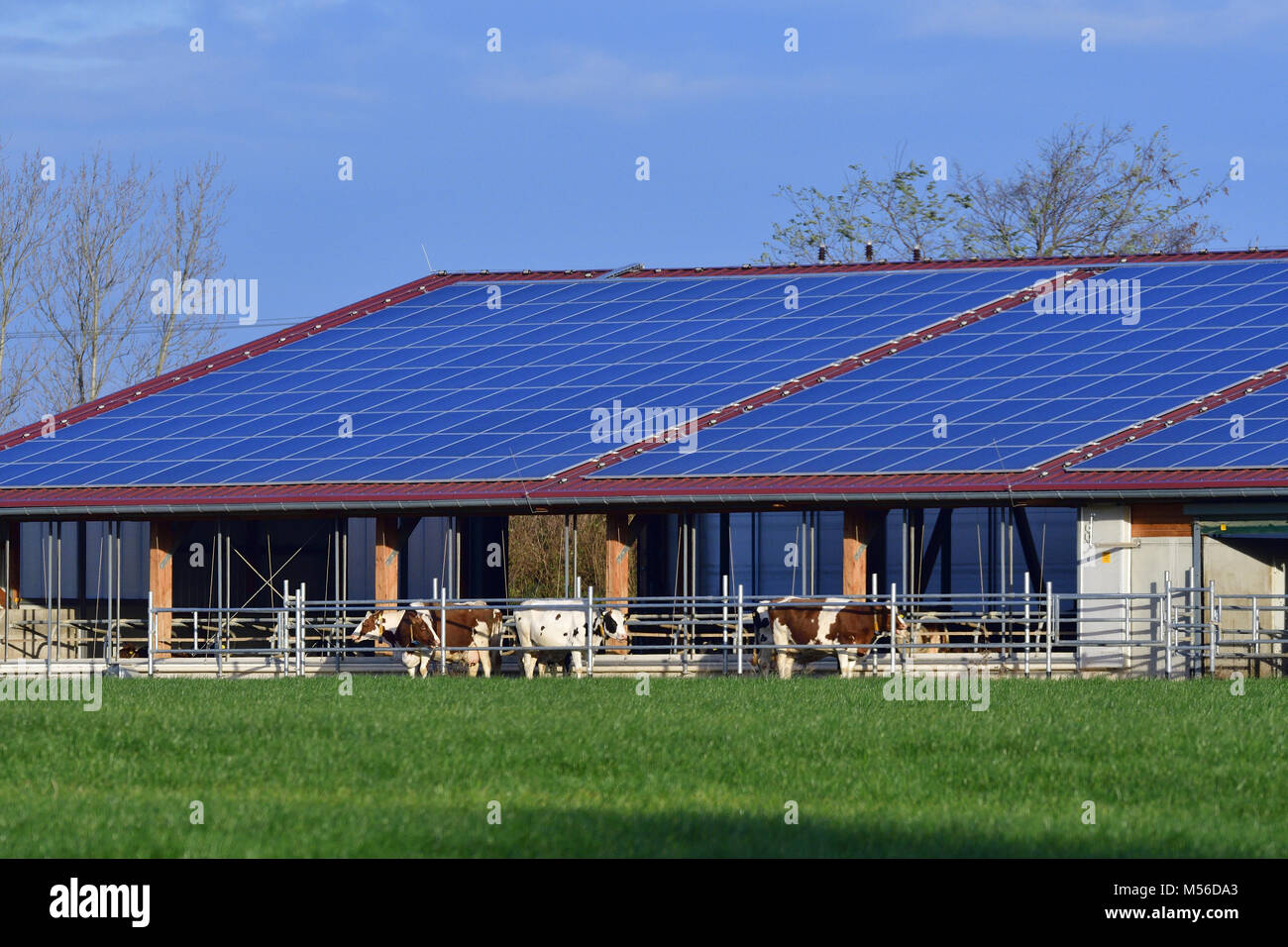Cowshed field hi-res stock photography and images - Alamy