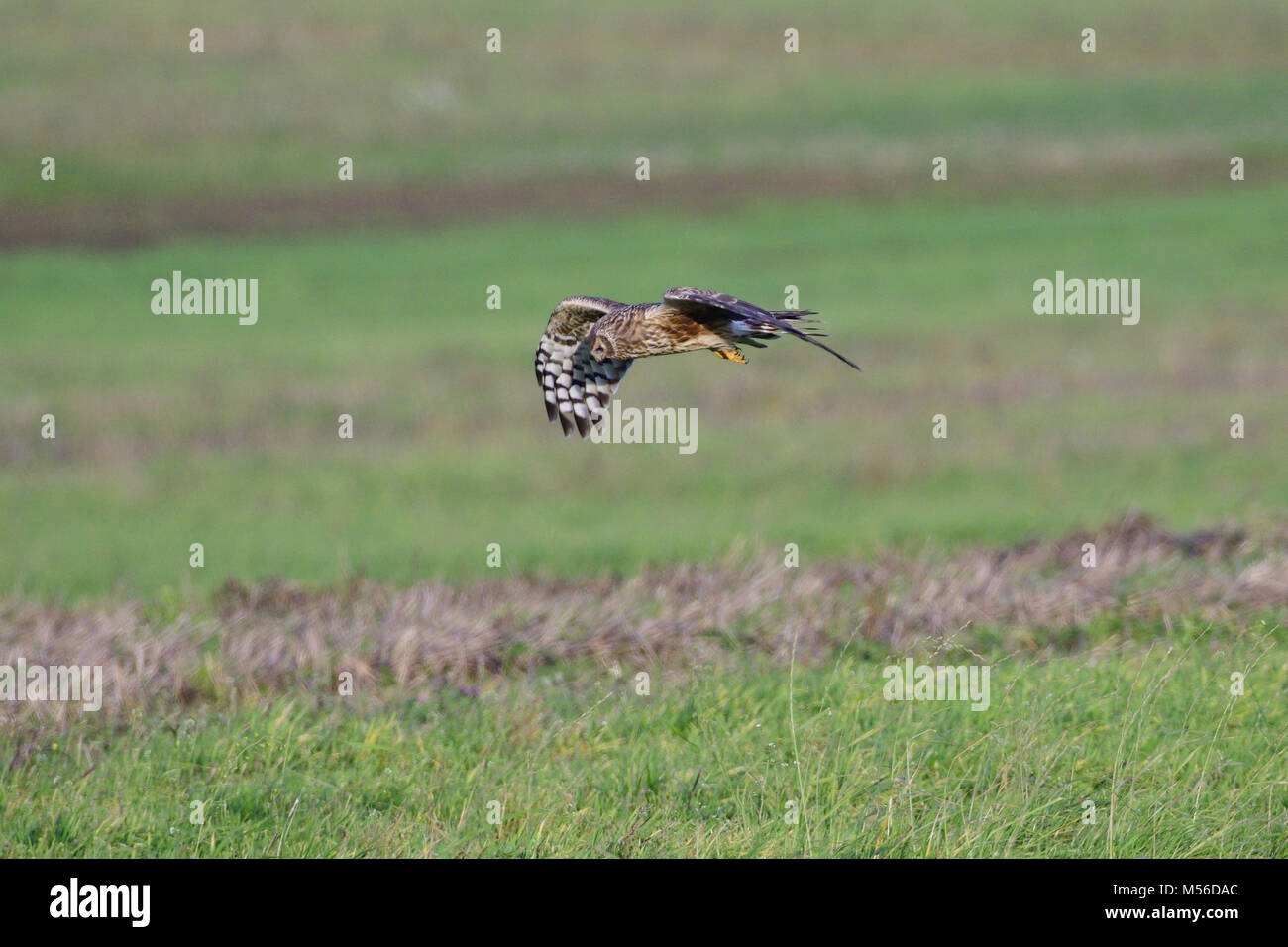 Female Hen harrier Stock Photo - Alamy