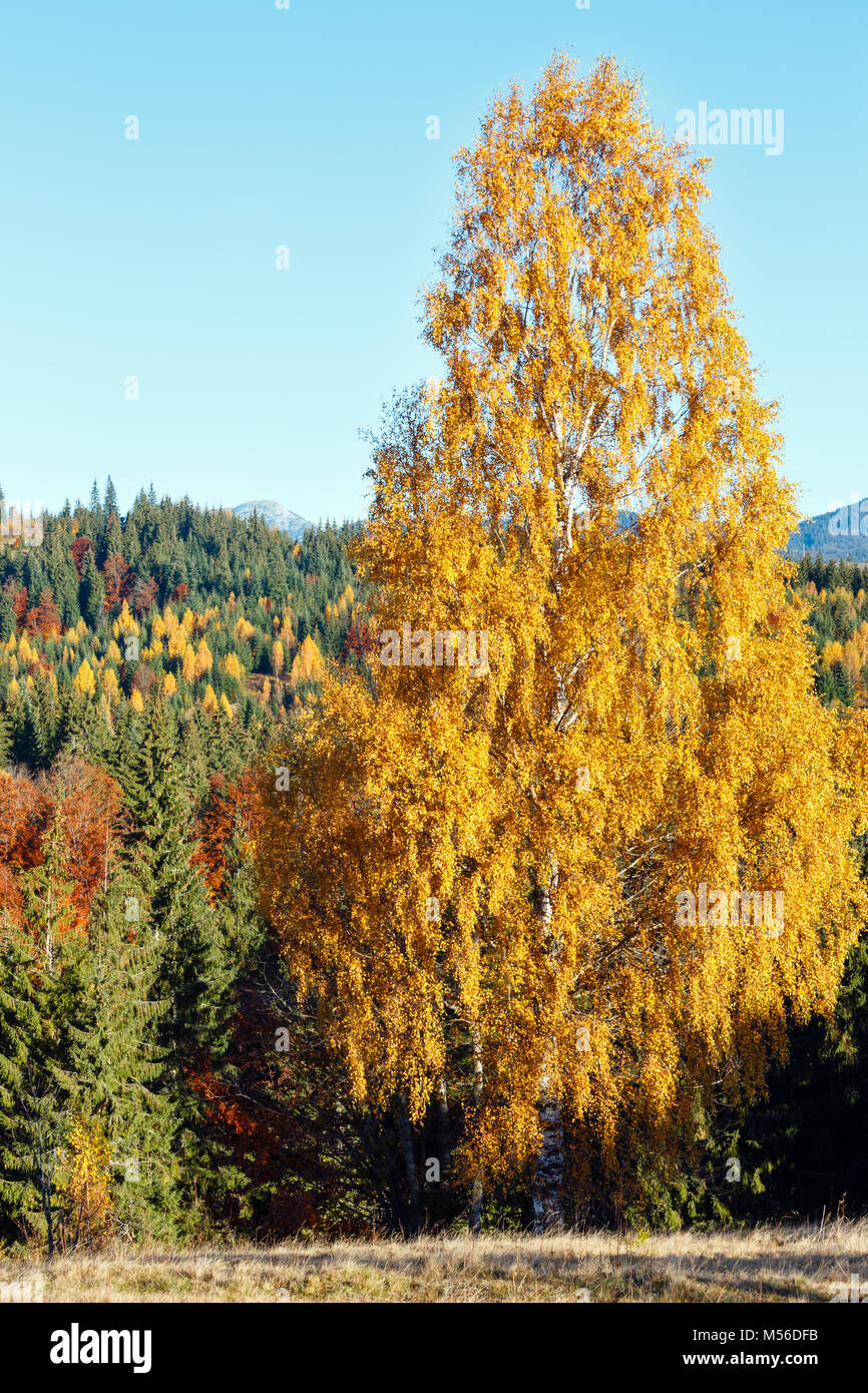 Morning autumn Carpathian mountains landscape and big birch tree in ...