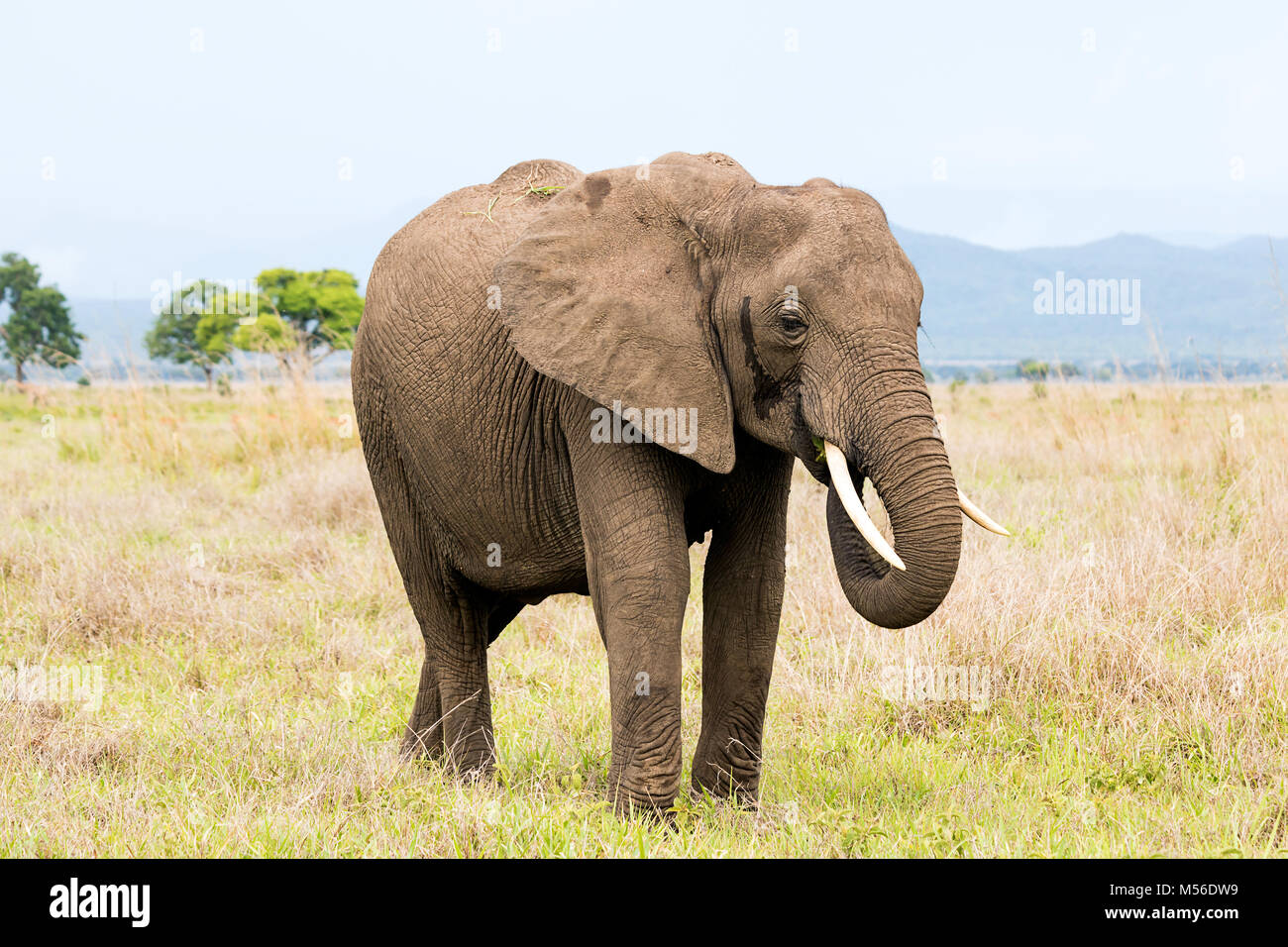 African elephant in the savanna Stock Photo - Alamy