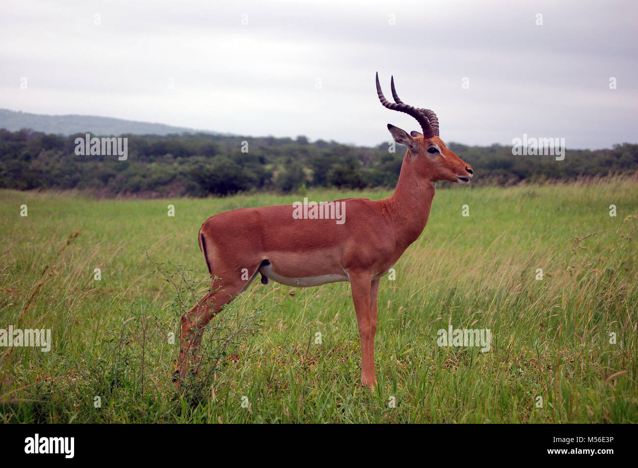 Wild African Animal Stock Photo - Alamy