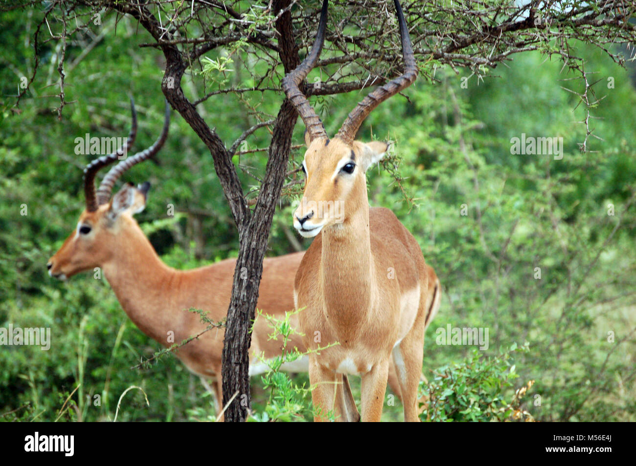 Beautiful Wild African Animals Stock Photo - Alamy