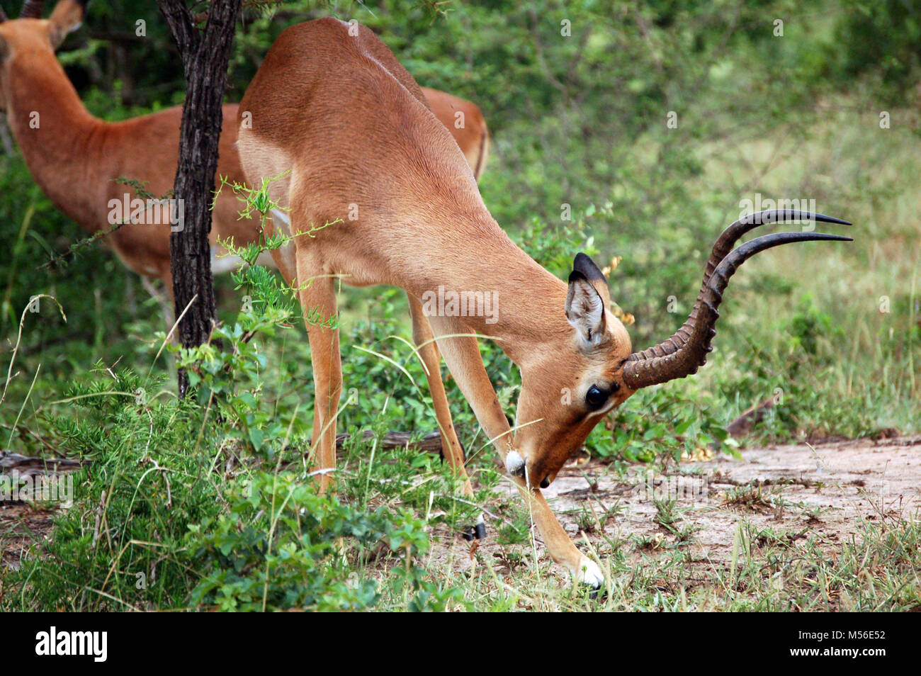 Beautiful Wild African Animals Stock Photo - Alamy