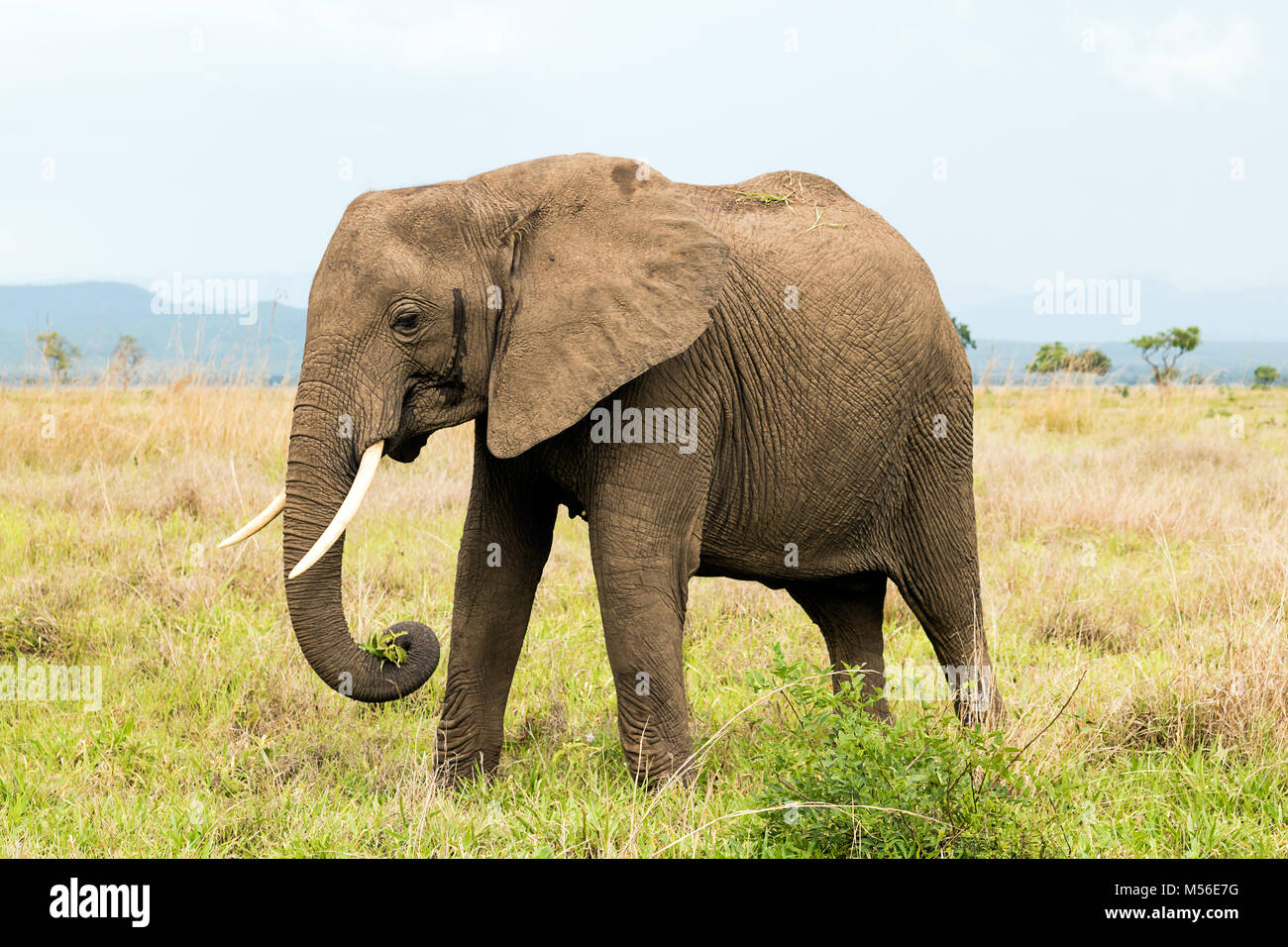 African elephant in the savanna Stock Photo - Alamy