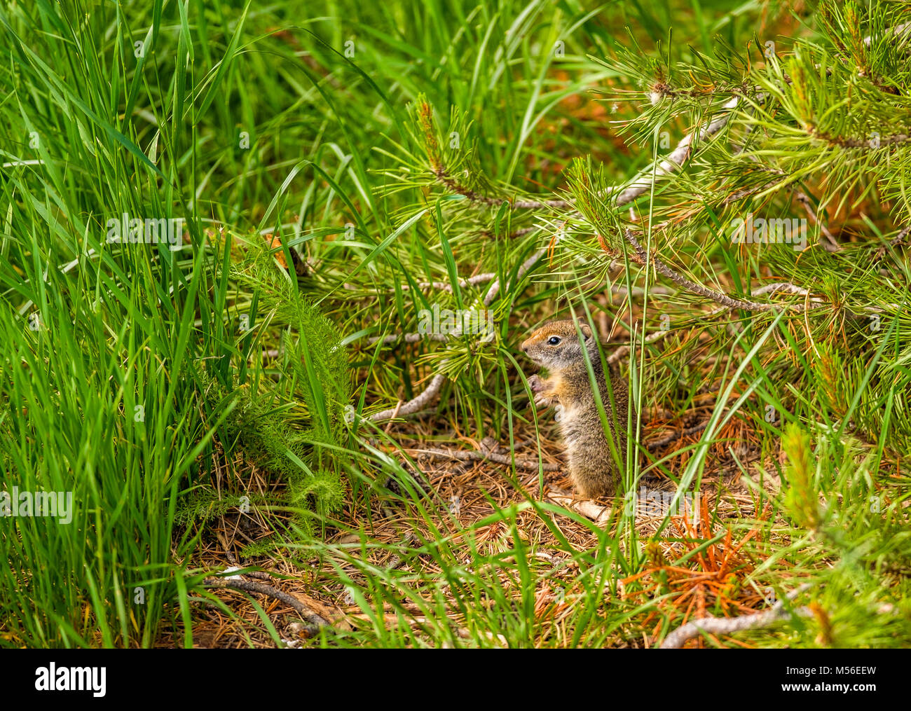 Uinta ground squirrel hi-res stock photography and images - Alamy