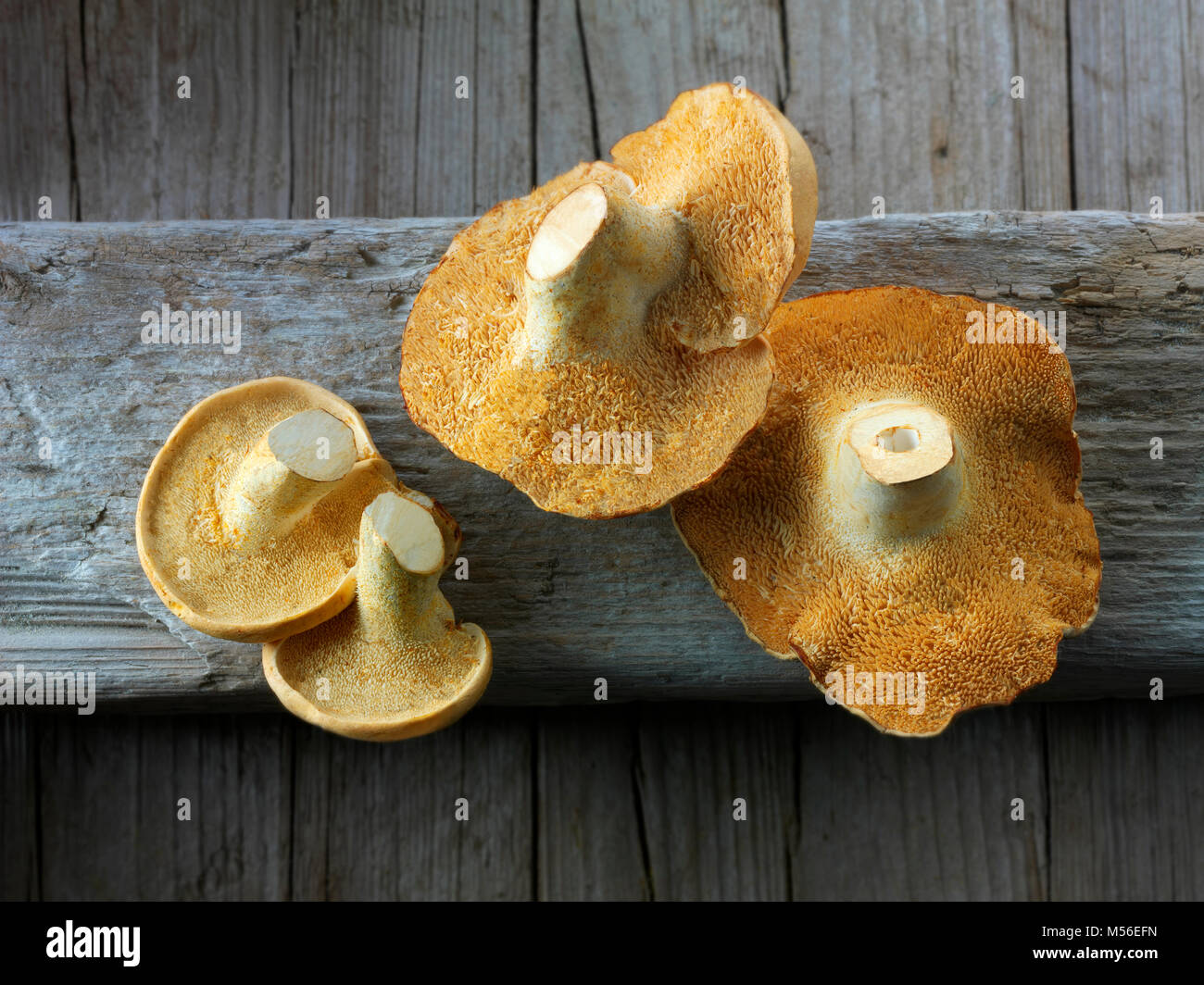 Cooked pied mouton mushrooms hi-res stock photography and images - Alamy
