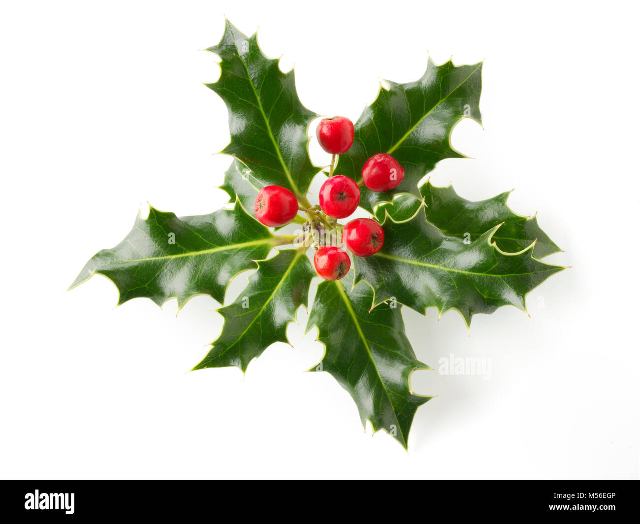 Fresh Holly leaves with red berries against a white background - Ilex ...