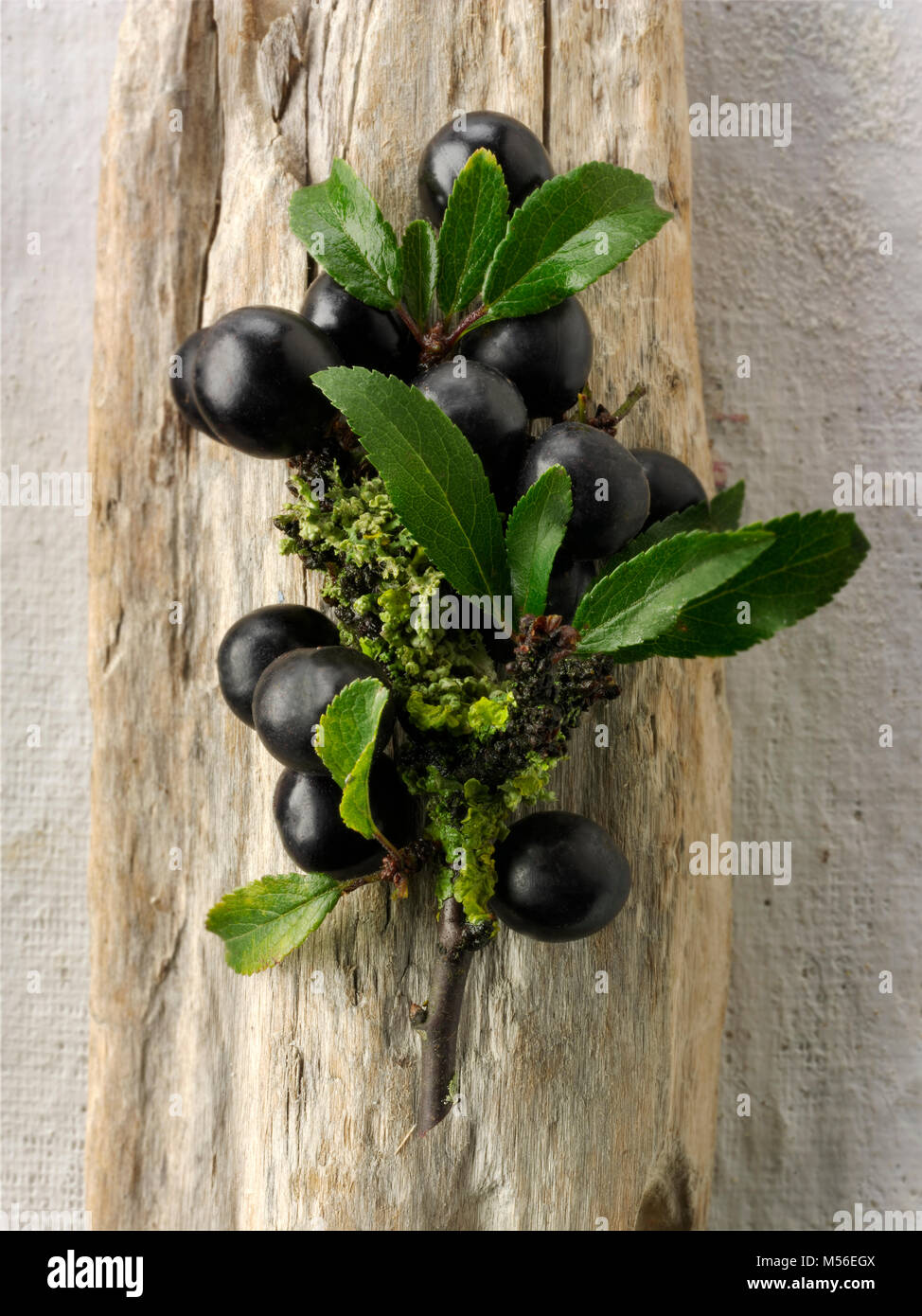 Blackthorn sloe berries prunus spinosa hi-res stock photography and ...