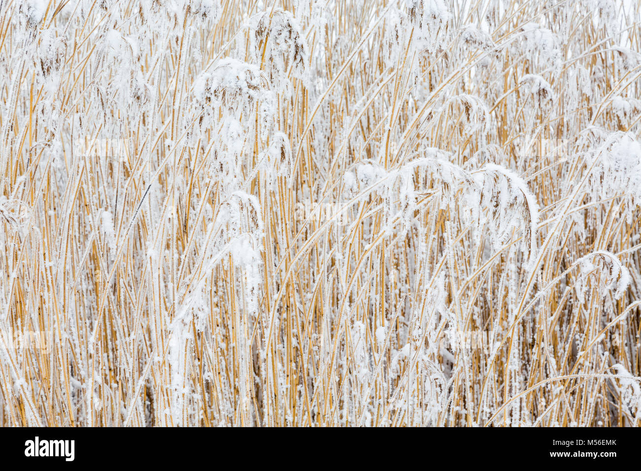 Frosted reeds hi-res stock photography and images - Alamy