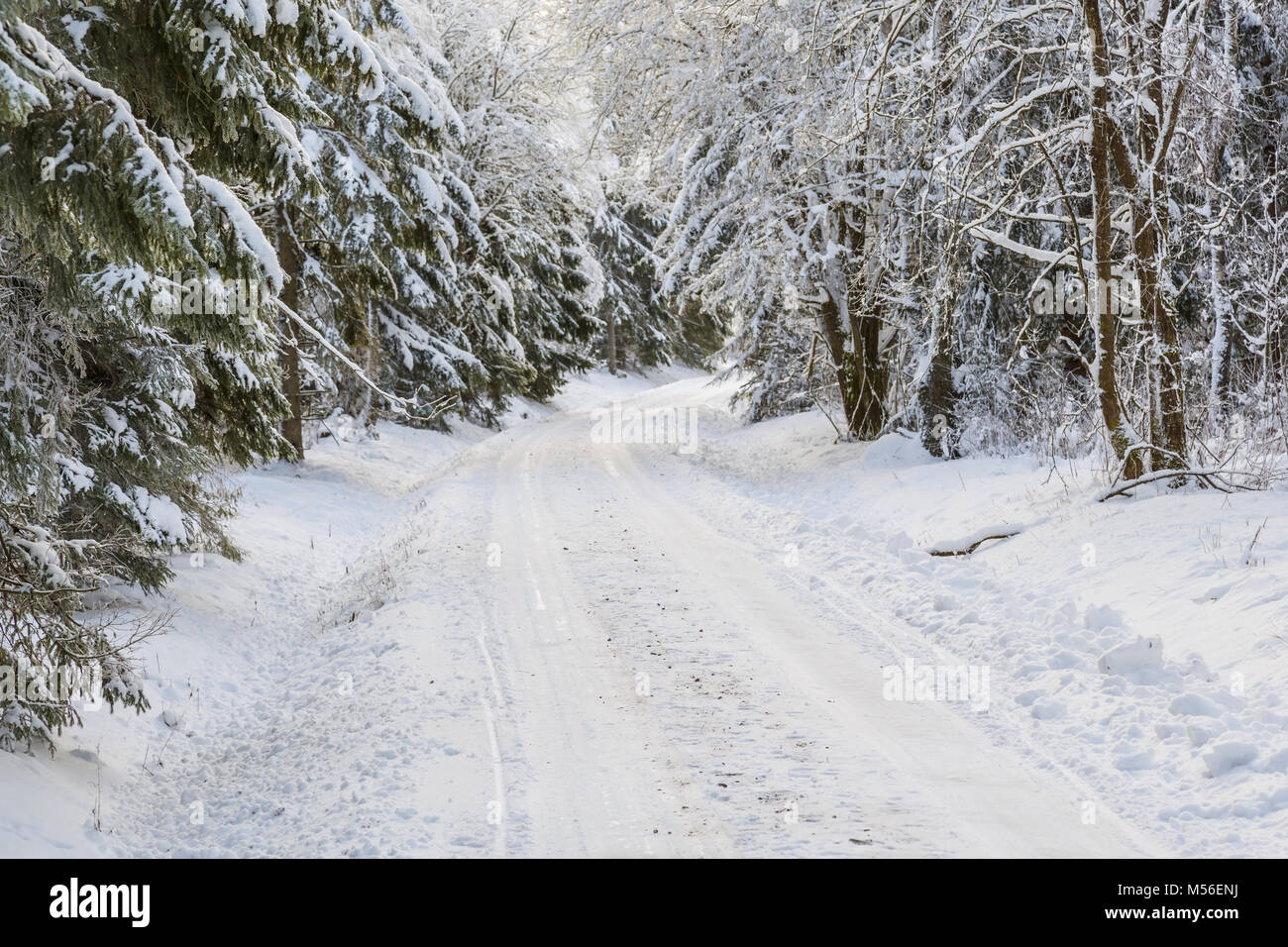 Dirt road through woods hi-res stock photography and images - Alamy