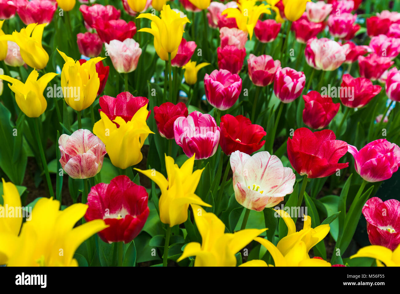 Nature floral hi-res stock photography and images - Alamy