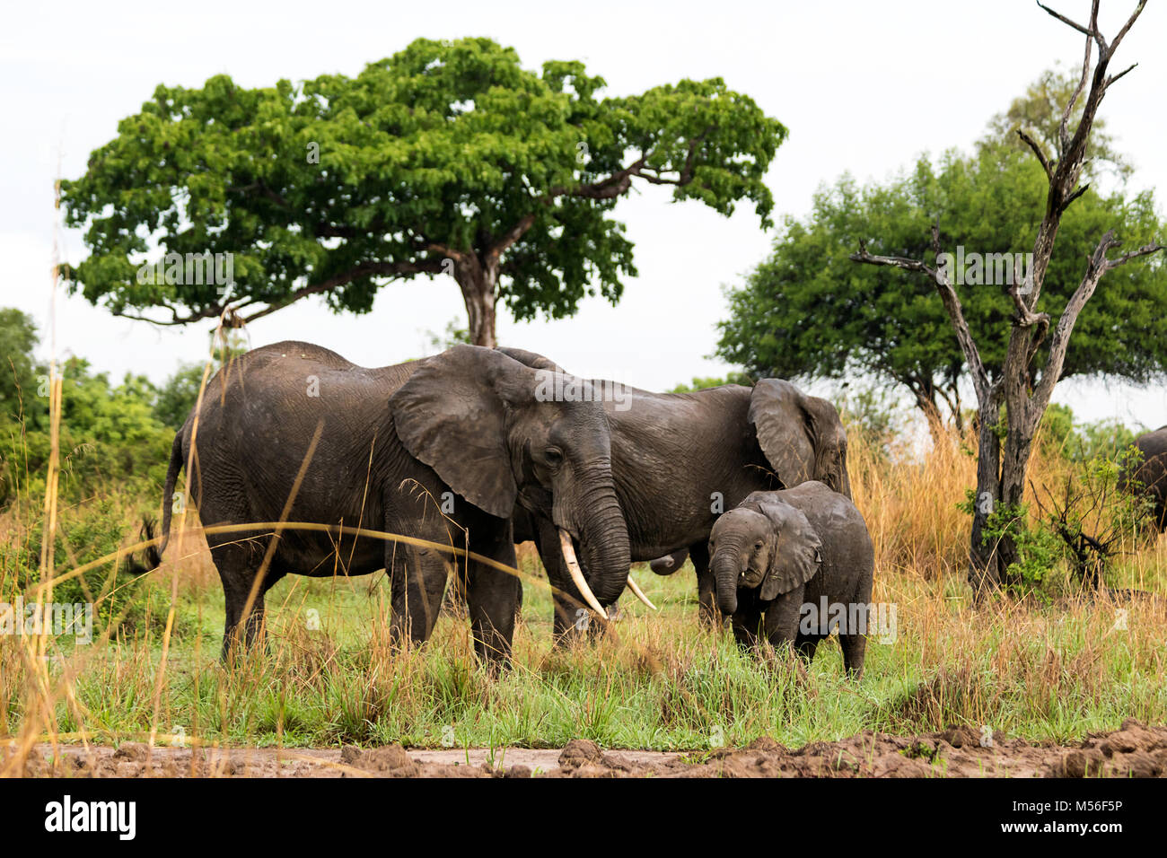 African elephant in the savanna Stock Photo - Alamy