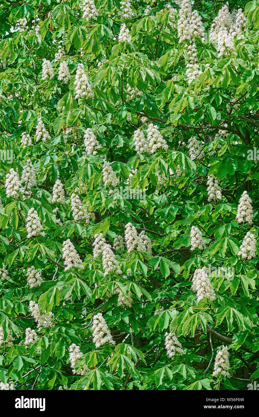Chestnut in Bloom Stock Photo - Alamy