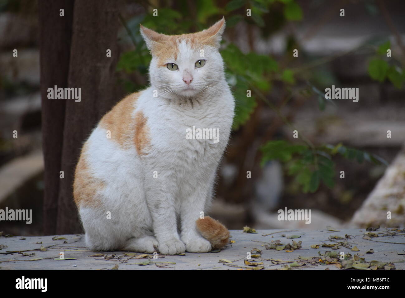 Iraq the baghdad zoo hi-res stock photography and images - Alamy