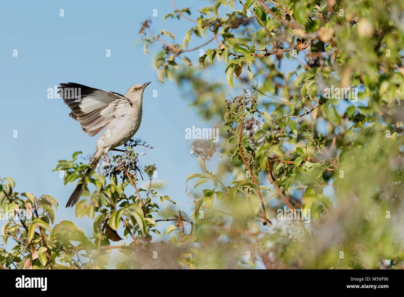 Cute mockingbird hi-res stock photography and images - Alamy