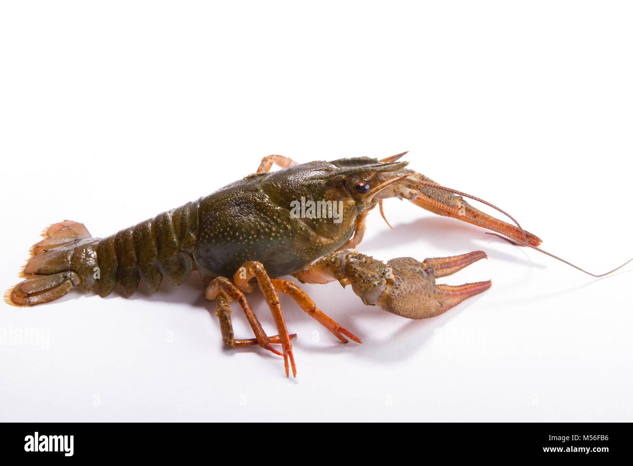 Big crayfish hi-res stock photography and images - Alamy