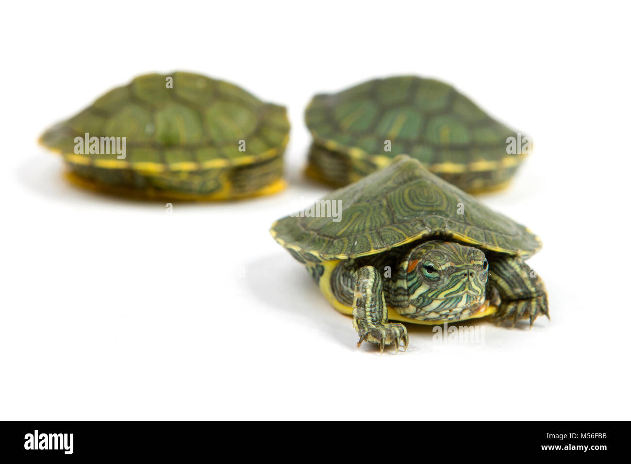 Funny tortoise turtle walking Cut Out Stock Images & Pictures - Alamy