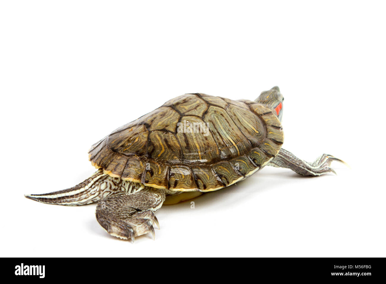 Funny tortoise turtle walking Cut Out Stock Images & Pictures - Alamy