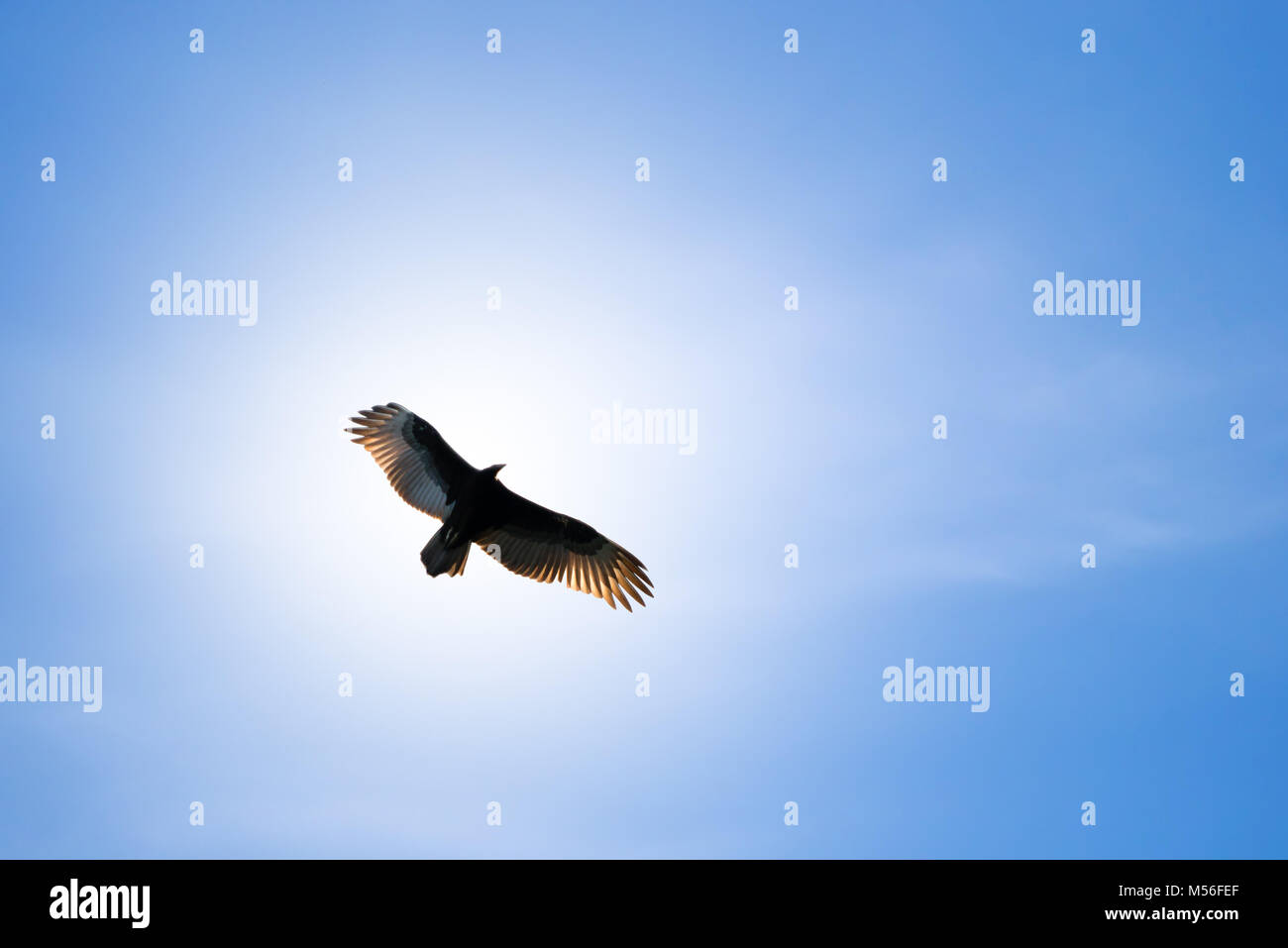Turkey hawk hi-res stock photography and images - Alamy