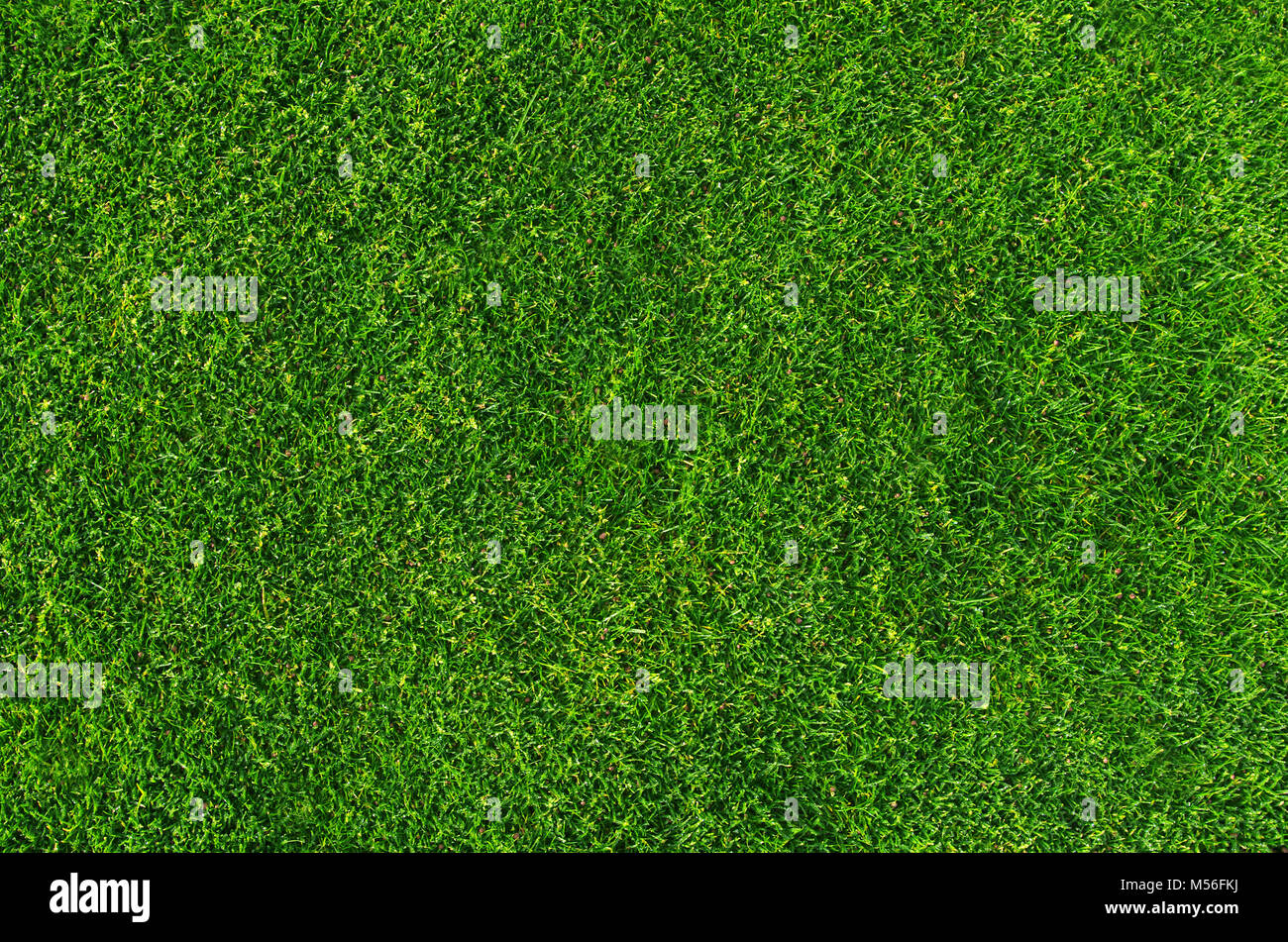 Grass background rugby hi-res stock photography and images - Alamy