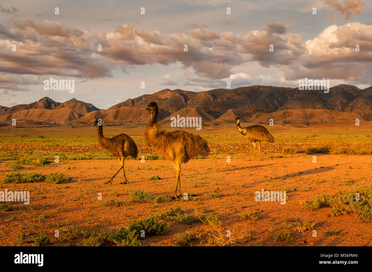 Flinders Ranges Wildlife High Resolution Stock Photography and Images ...