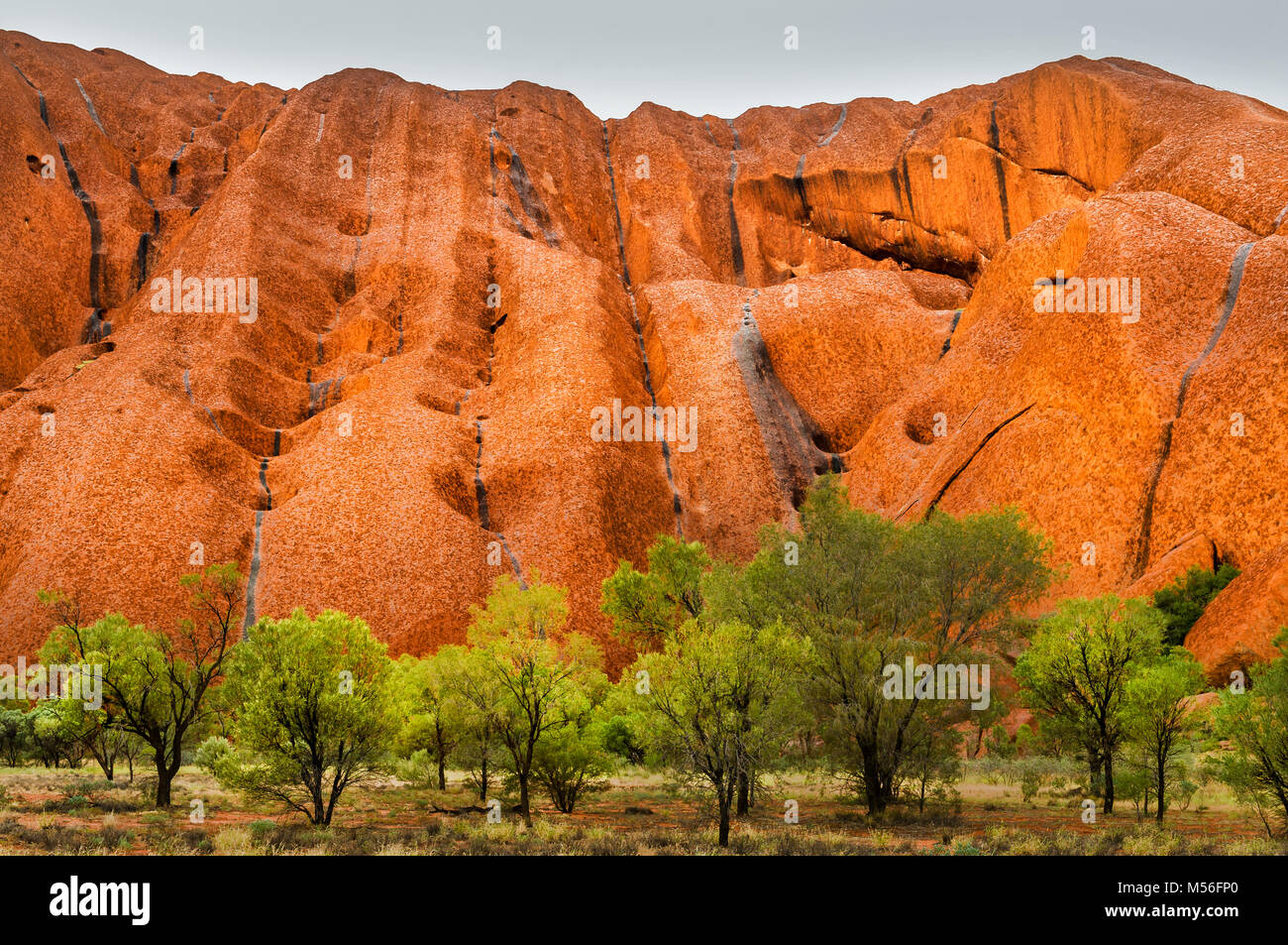 Uluru vegetation hi-res stock photography and images - Alamy
