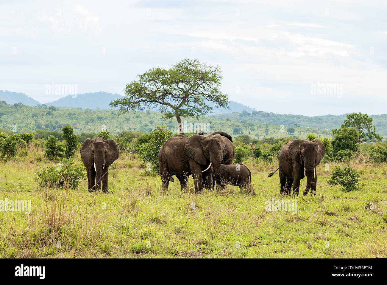 African elephant in the savanna Stock Photo - Alamy