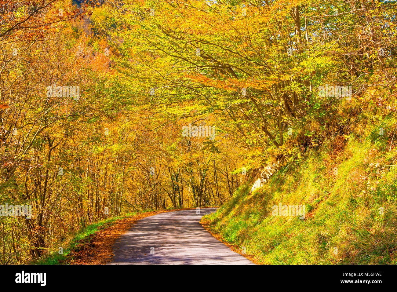 Autumn on lane running hi-res stock photography and images - Alamy