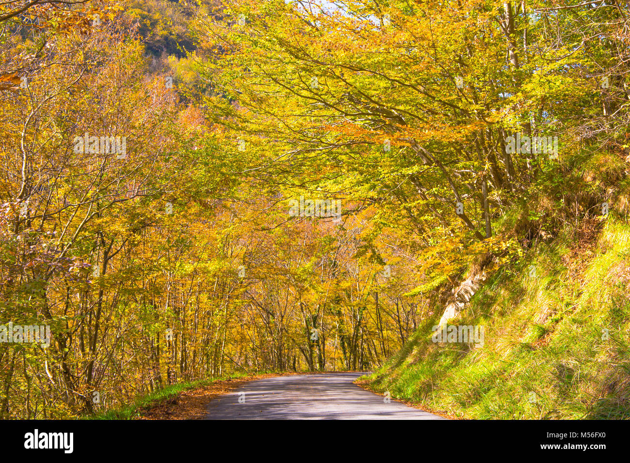 Two paths woods hi-res stock photography and images - Alamy