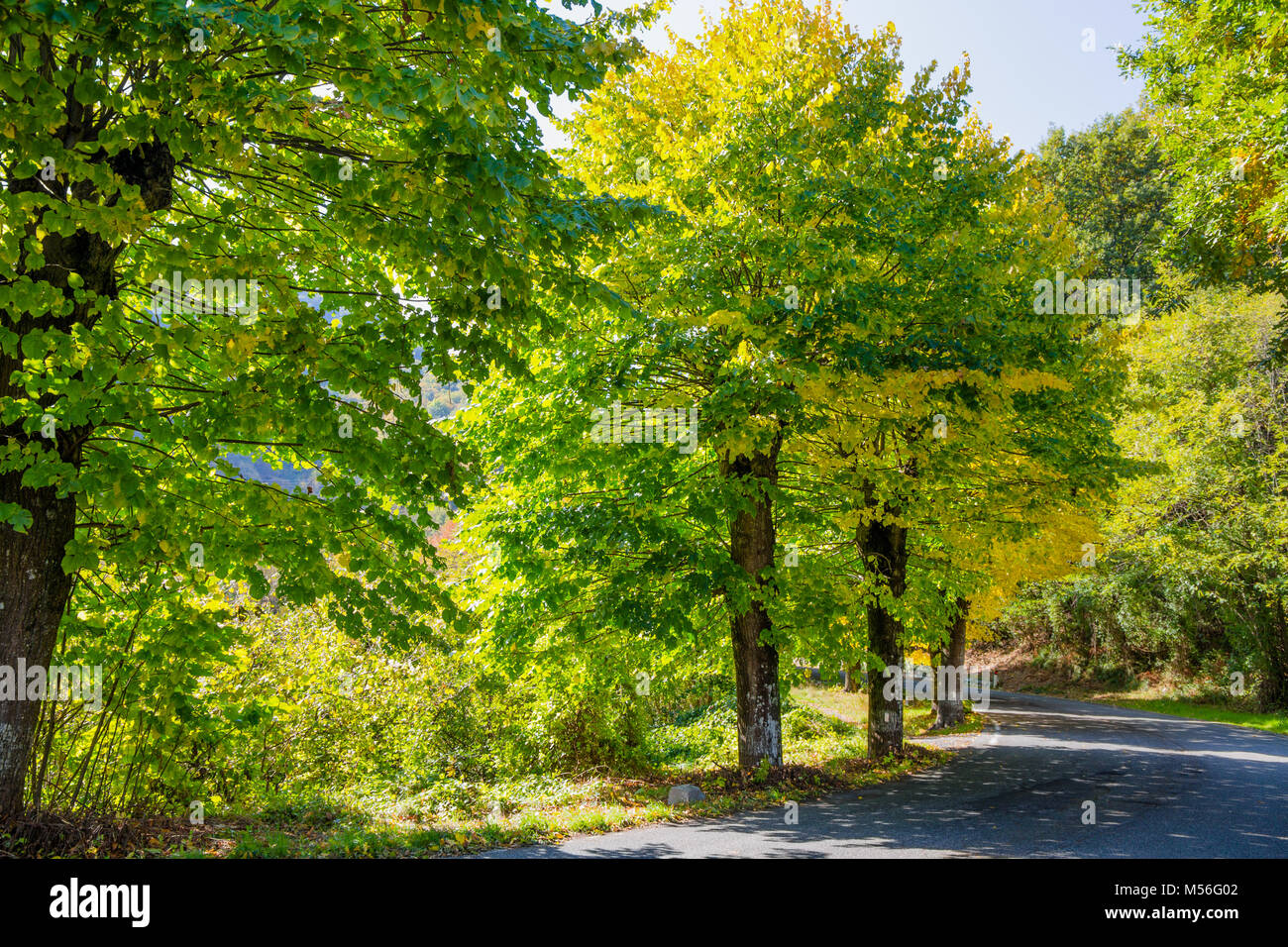 Maple trees with autumn colors near the road Stock Photo - Alamy