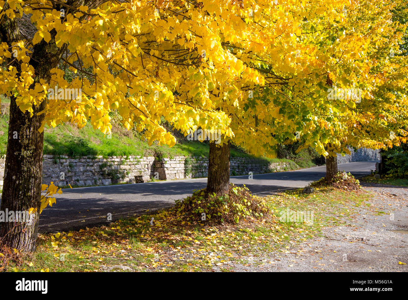 Maple trees with autumn colors near the road Stock Photo - Alamy