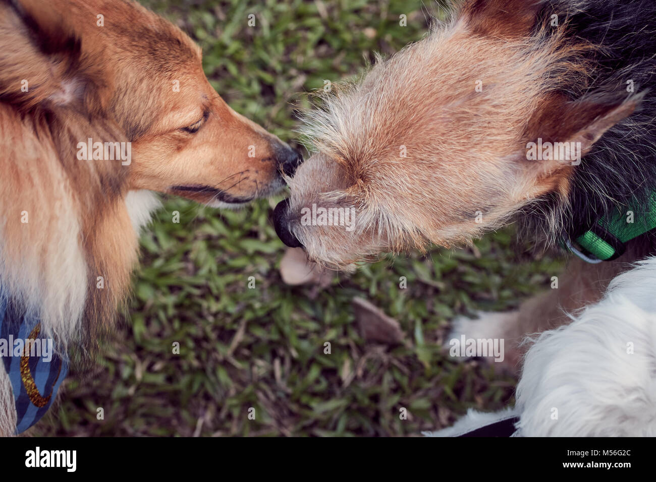 Cute dog, happy dogs playing at park Stock Photo - Alamy