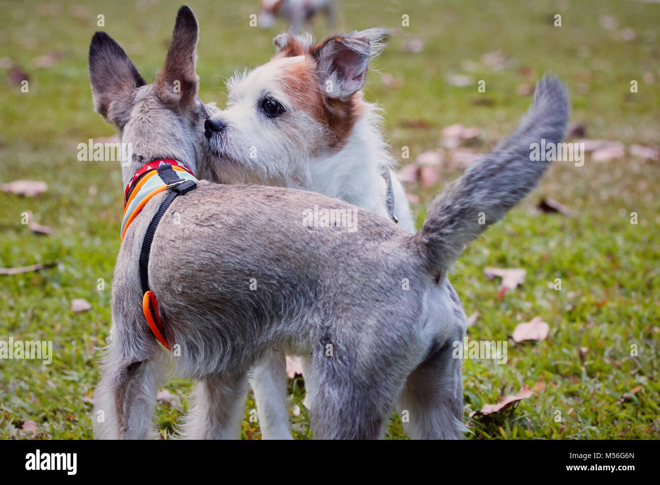 Cute dog, happy dogs playing at park Stock Photo - Alamy